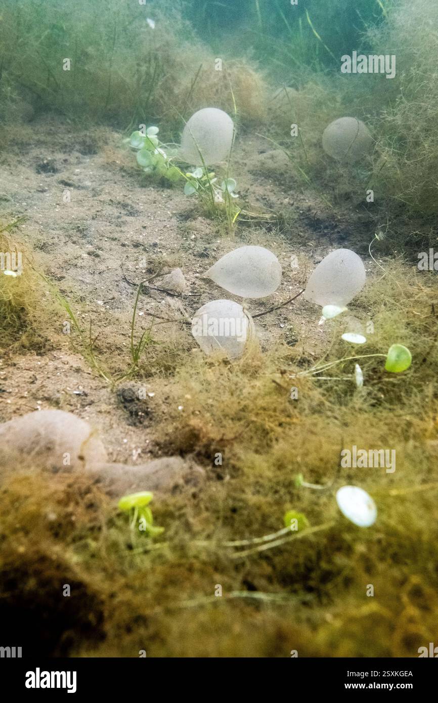Underwater photography of egg of slug Aplysia called sea hare more ...