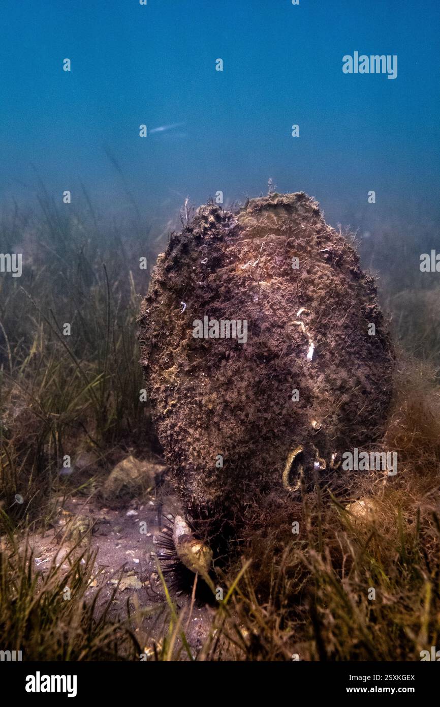 Underwater photography of a Pinna nobilis known by the common names ...