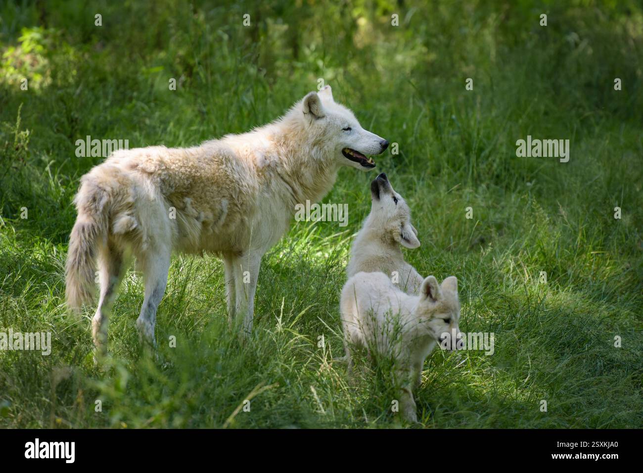 arctic wolf with cubs in a park in France Stock Photo - Alamy
