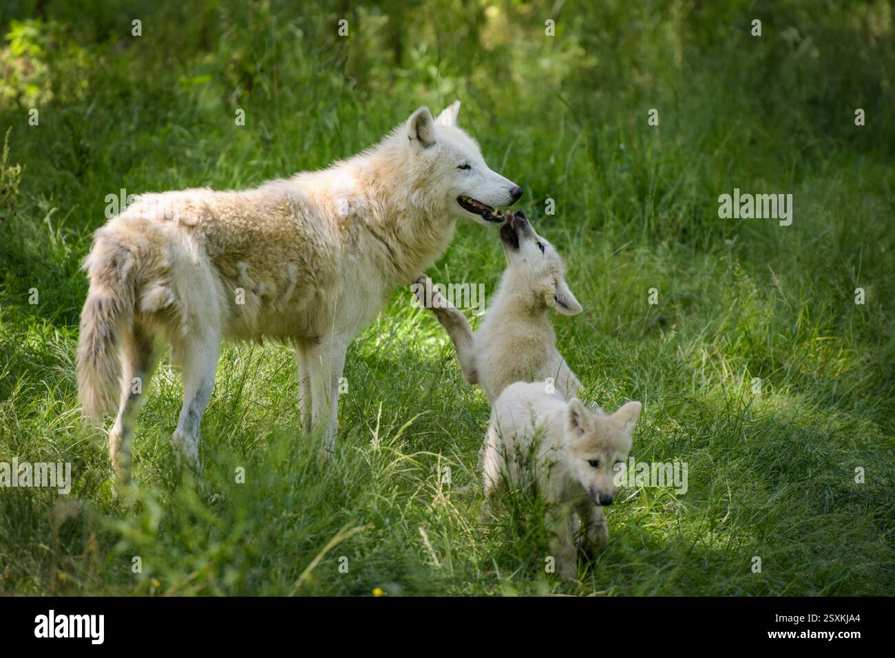 Wolf cubs hi-res stock photography and images - Alamy