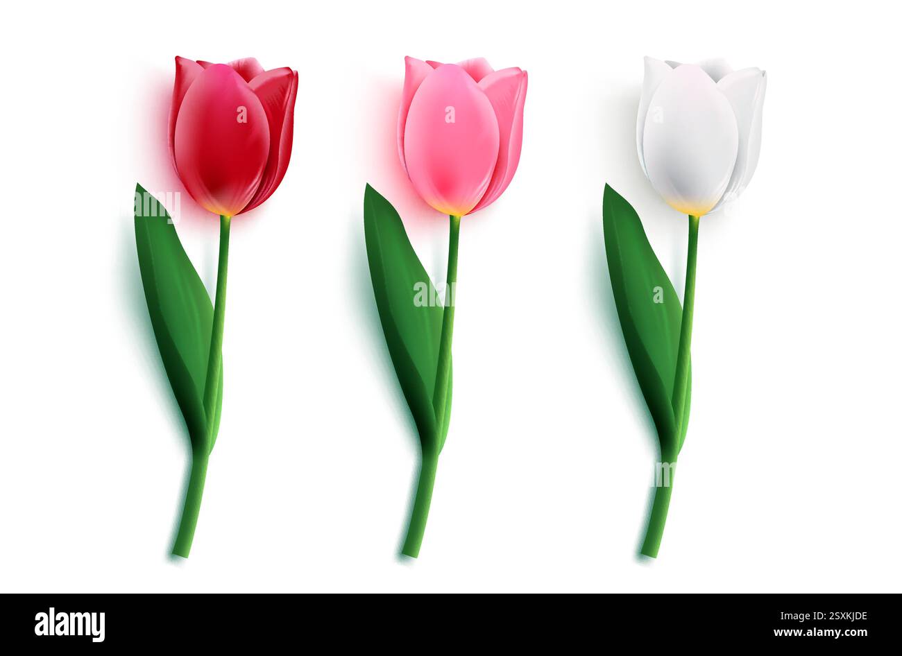 Tulips flower vector element set. Tulip flowers collection in pink and ...