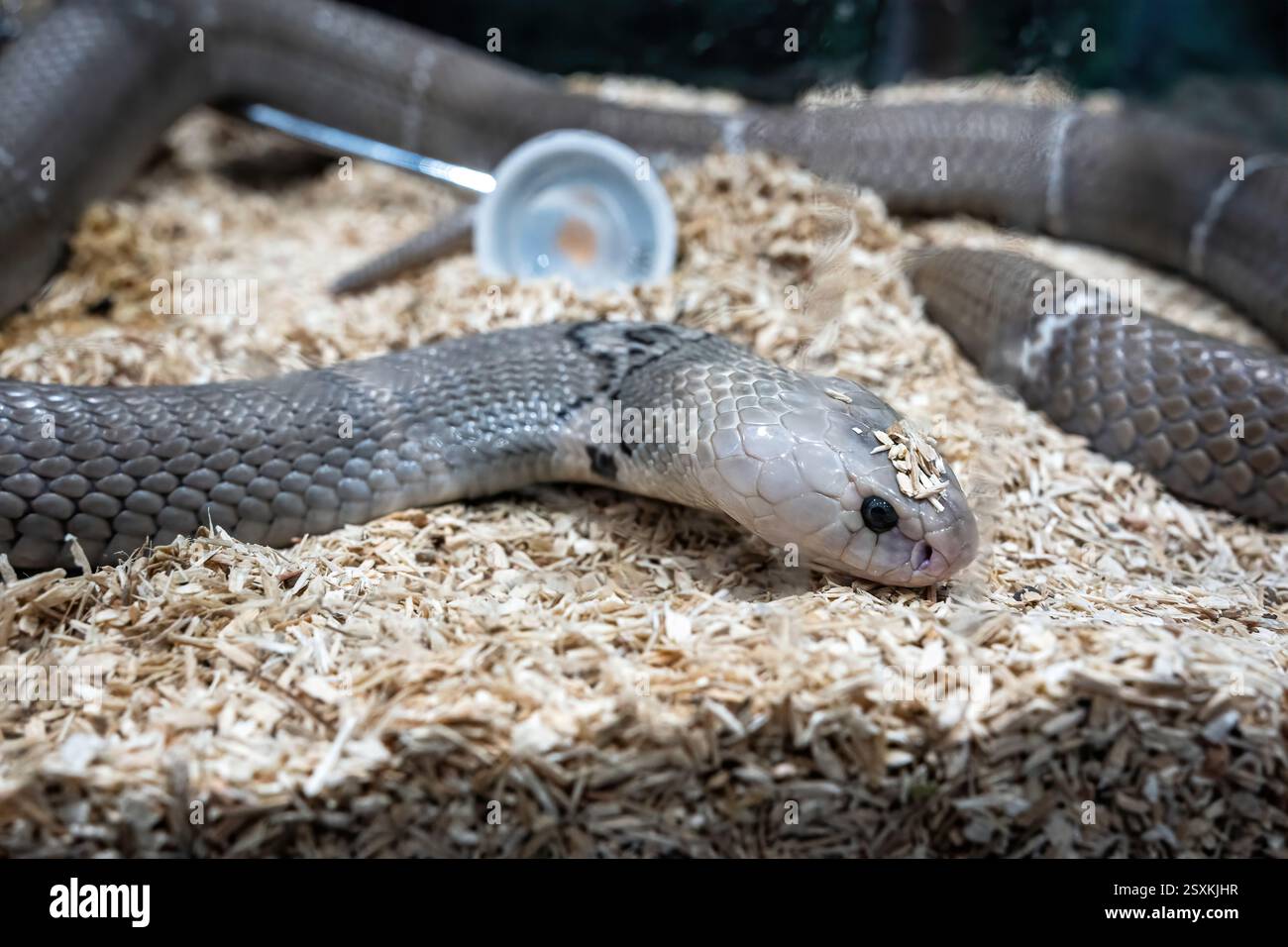 Snake in the acrylic cabinet waiting to be sold. It's a popular pet in ...