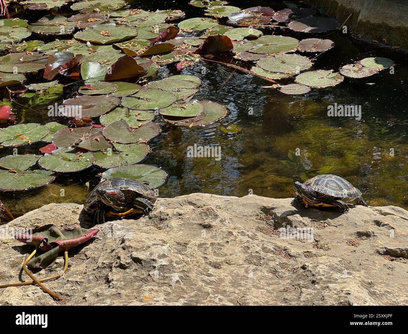 Two turtles on a rock near a lake with water lilies Stock Photo - Alamy