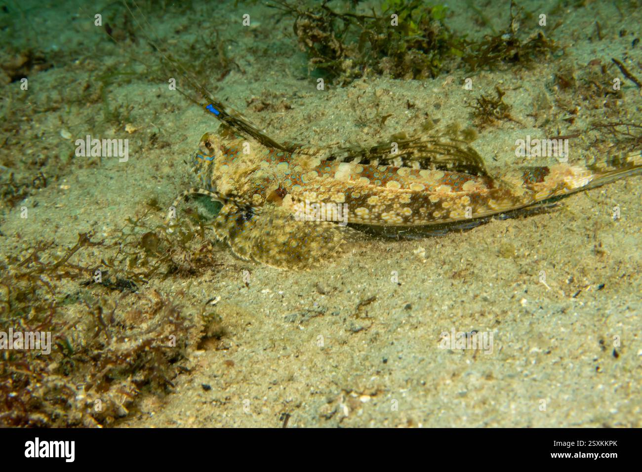 Fingered Dragonet a fish that looks like something from a comics. Iy is ...