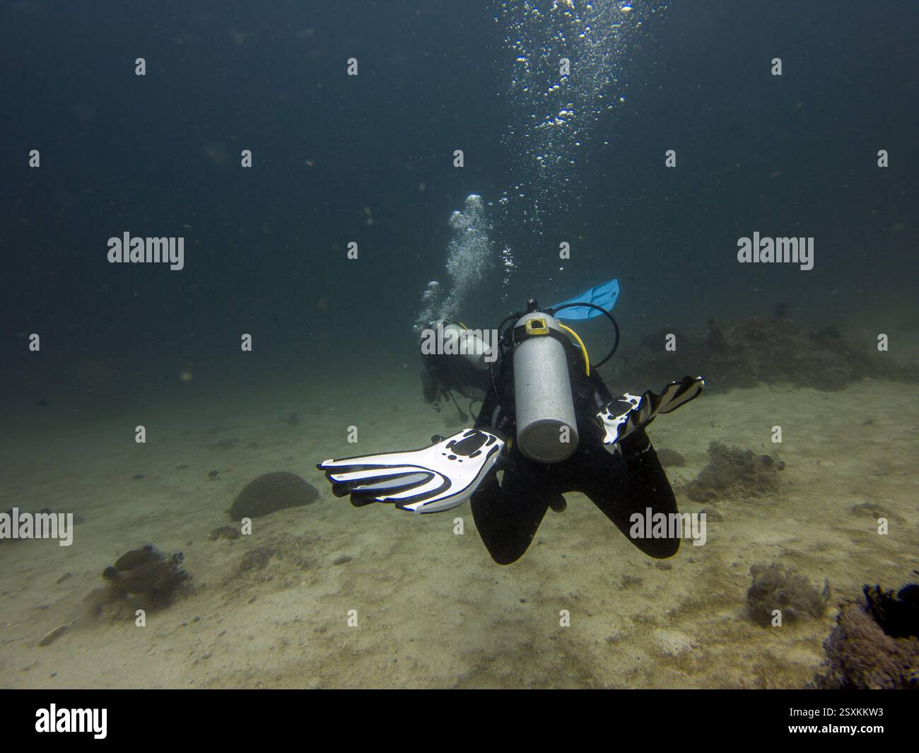 Scuba divers underwater, divers in blue water, and in a beautiful ...