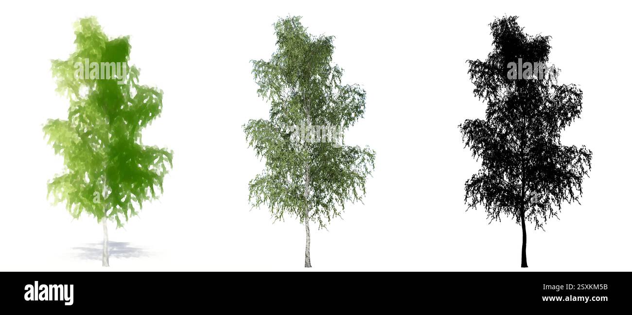 Set or collection of Grey Birch trees, painted, natural and as a black ...