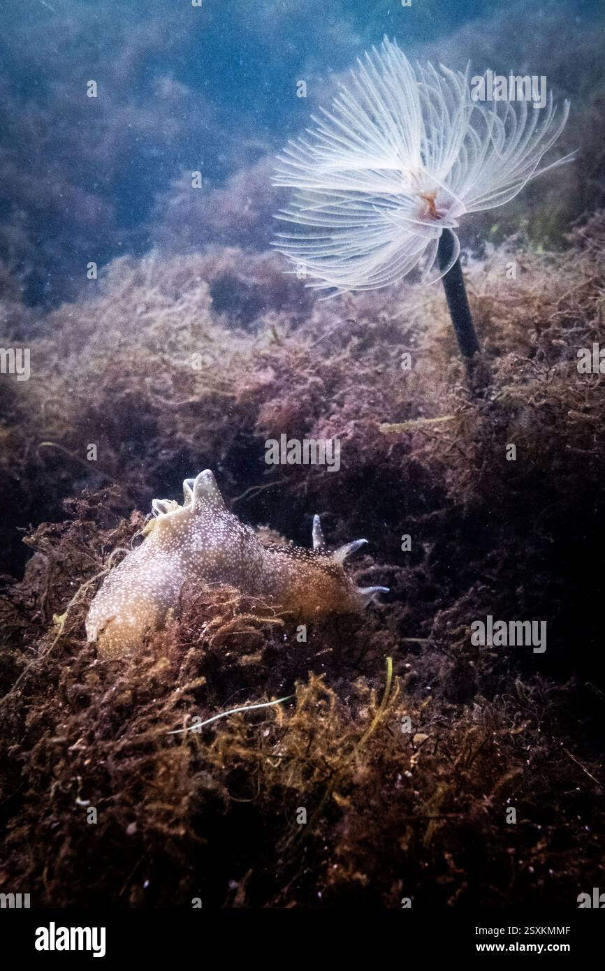 Underwater photography of a slug Aplysia called sea hare more ...