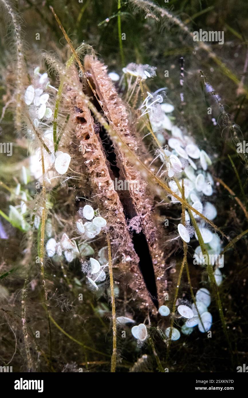 Underwater photography of a Pinna nobilis known by the common names ...