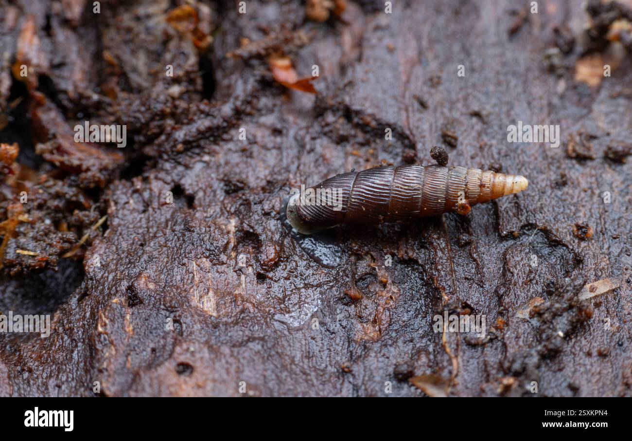 Massue costulee hi-res stock photography and images - Alamy