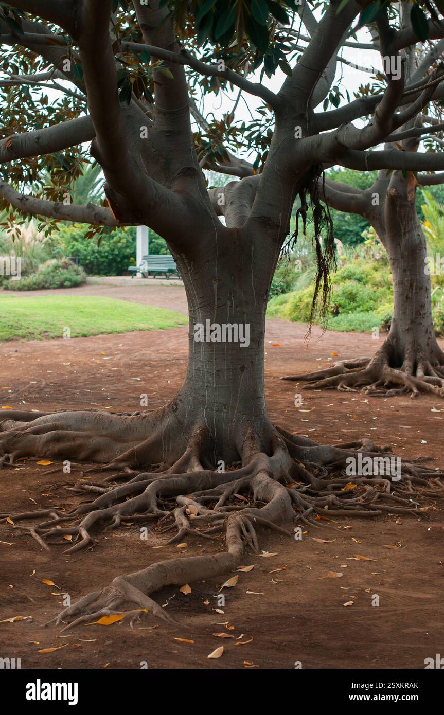 Mature tree with thick exposed roots sprawling over dry soil in a green ...