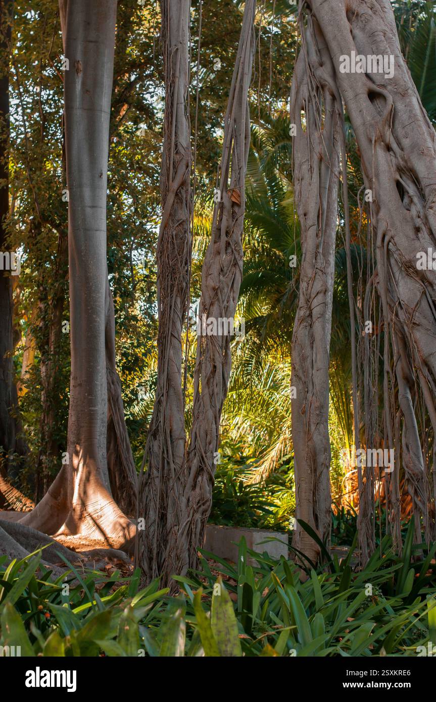 Tall aerial roots of banyan trees stretching downward surrounded by ...