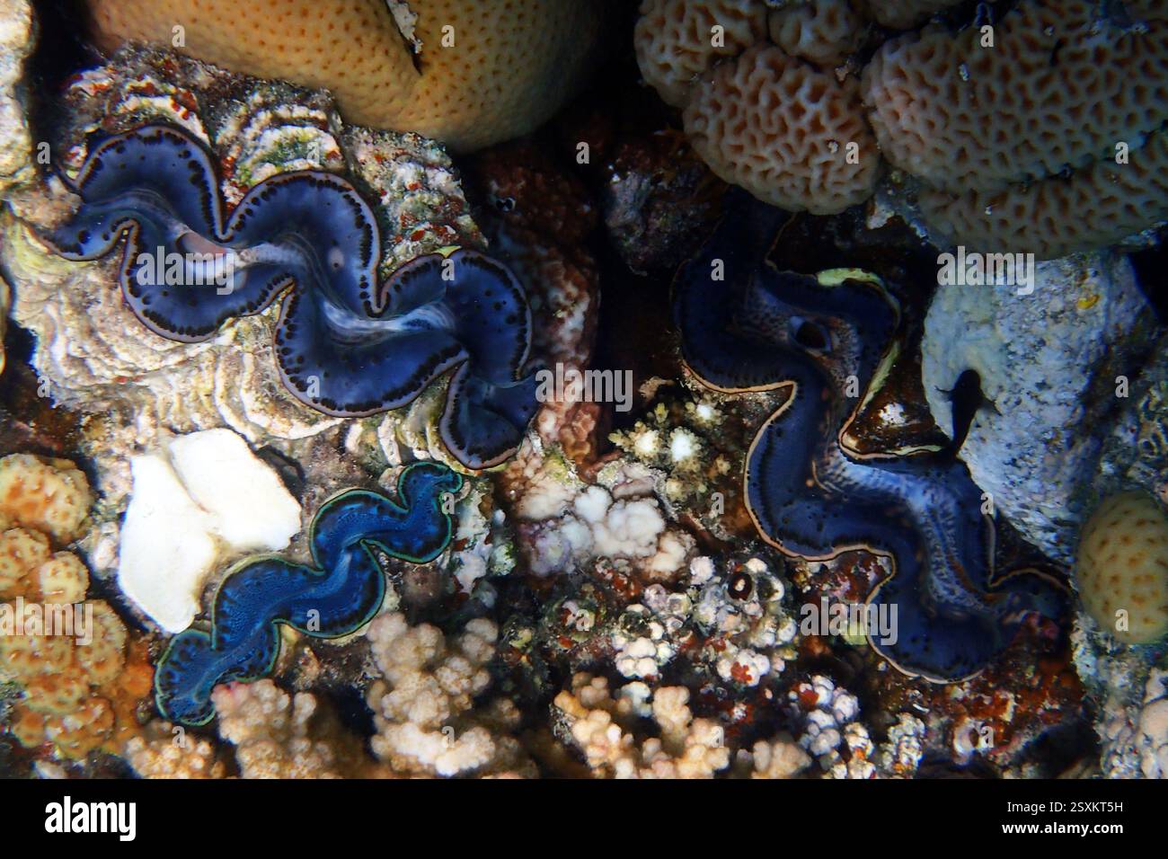 Giant Clam from the Red Sea Egypt Stock Photo - Alamy