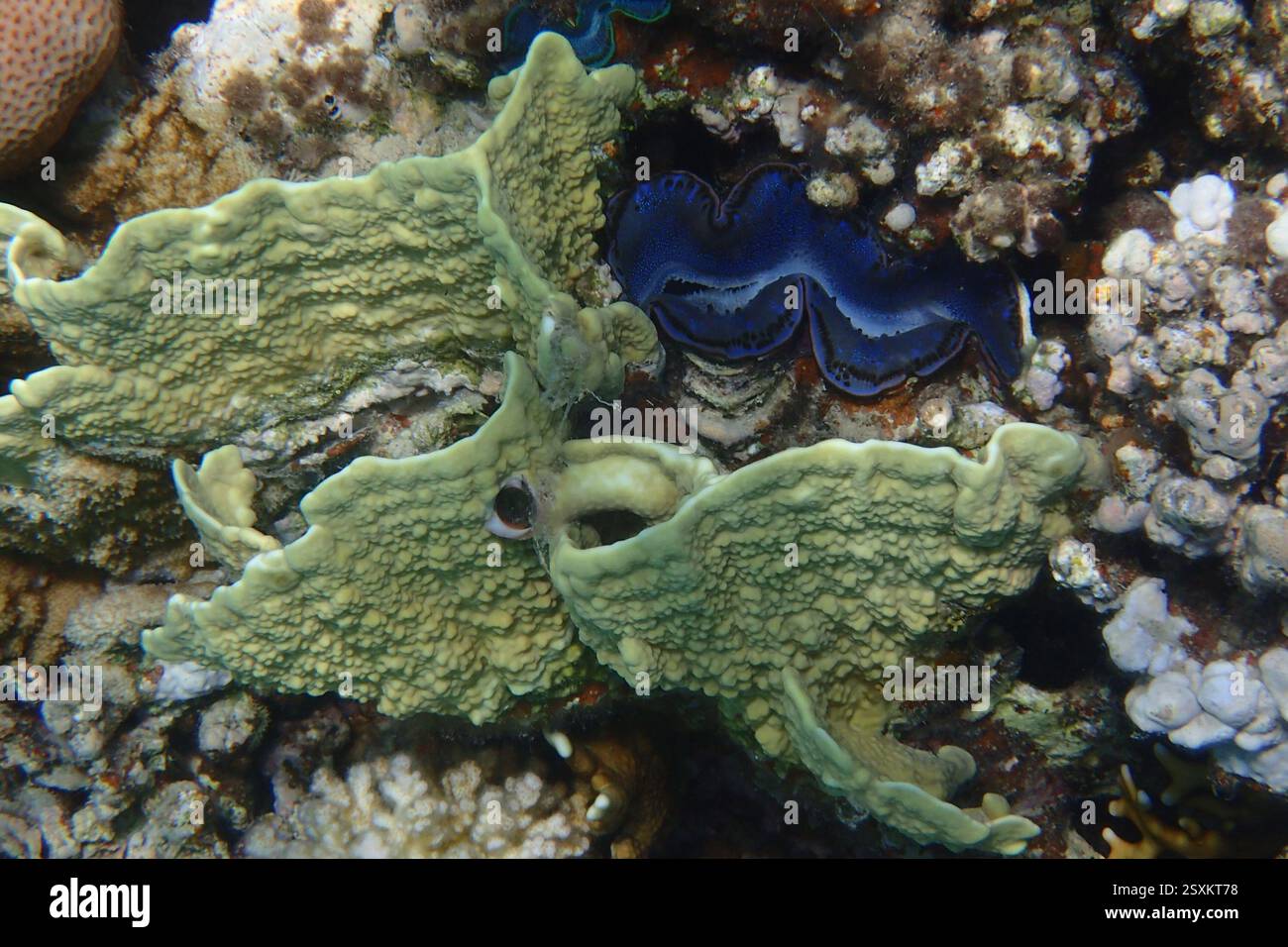 Giant Clam from the Red Sea Egypt Stock Photo - Alamy