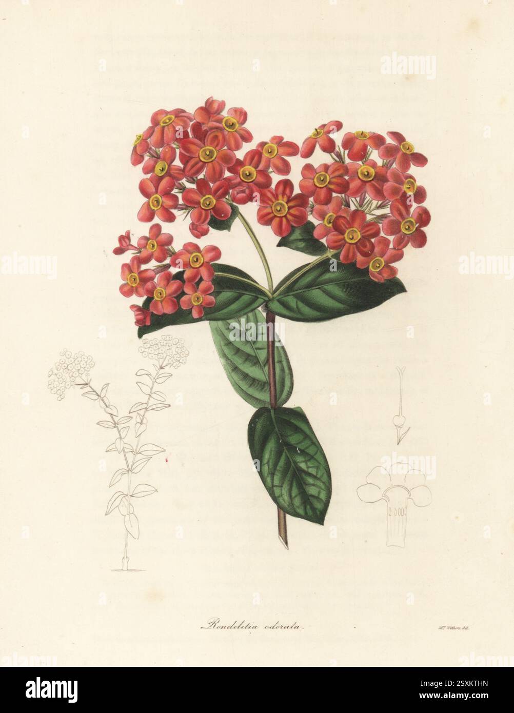 William sharpe mcleay hi-res stock photography and images - Alamy