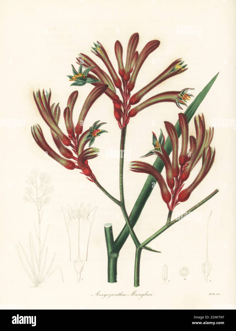 Robert mangles esq hi-res stock photography and images - Alamy