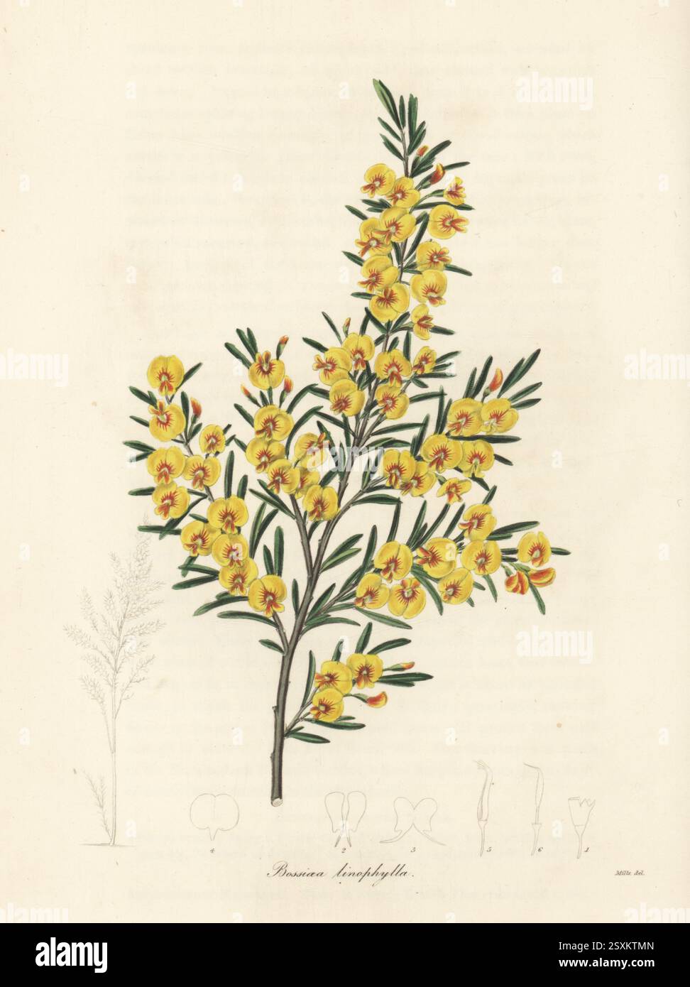 Flax-leaved bossiaea, Bossiaea linophylla. Native to southwestern New ...