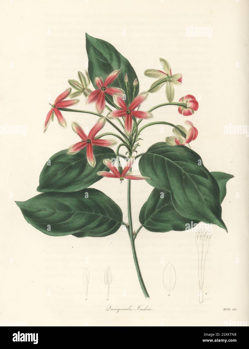 Rangoon creeper or Burma creeper, Combretum indicum. Indian quisqualis ...