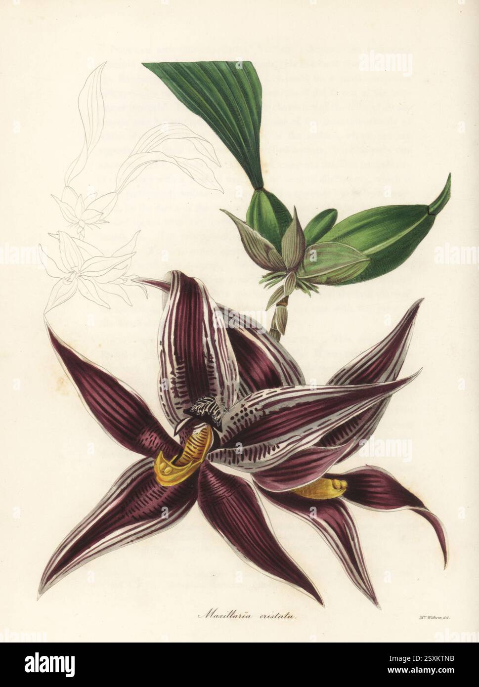 Paphinia cristata orchid. Crested maxillaria, Maxillaria cristata ...