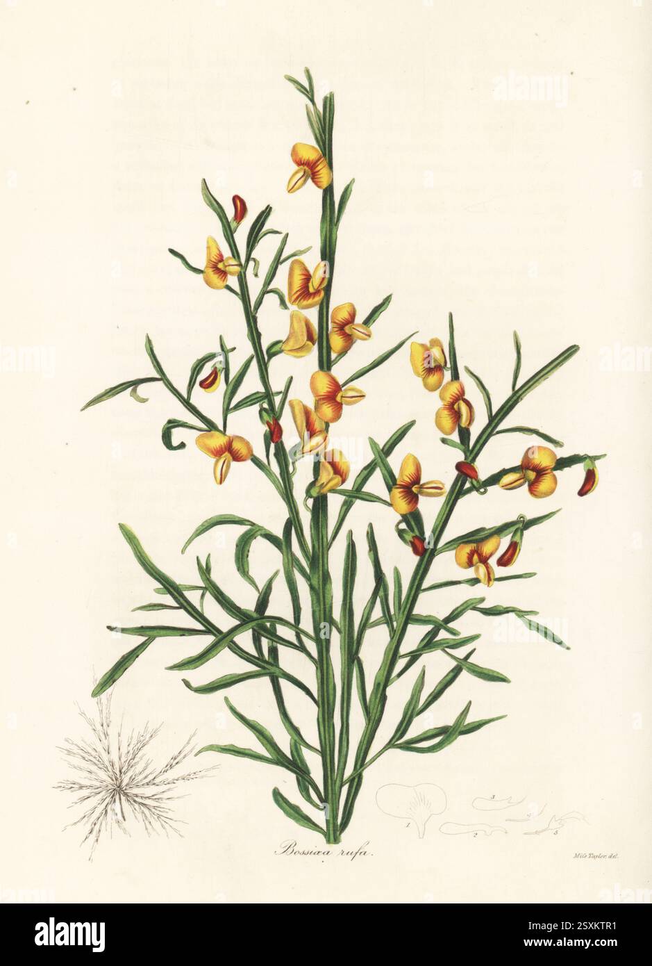 Rufous bossiaea, Bossiaea rufa. Native to New Holland (Australia ...