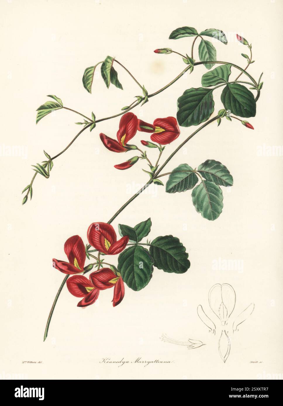 Augusta kennedia, Kennedia lateritia. Endangered. Mrs. Marryatt's ...