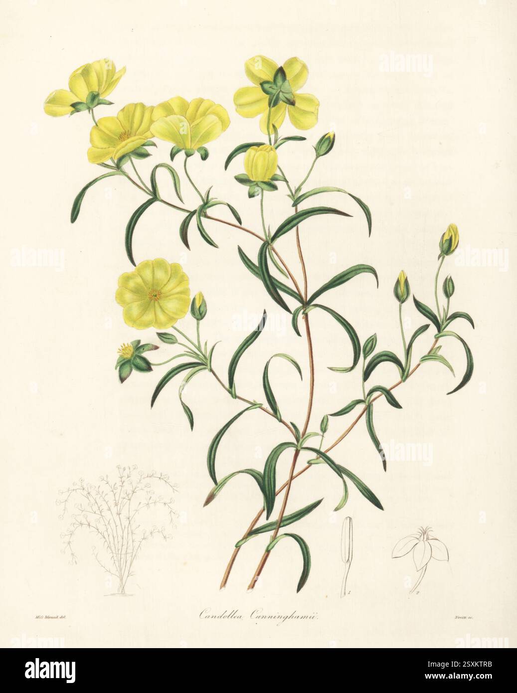 Mr cunninghams candollea hi-res stock photography and images - Alamy