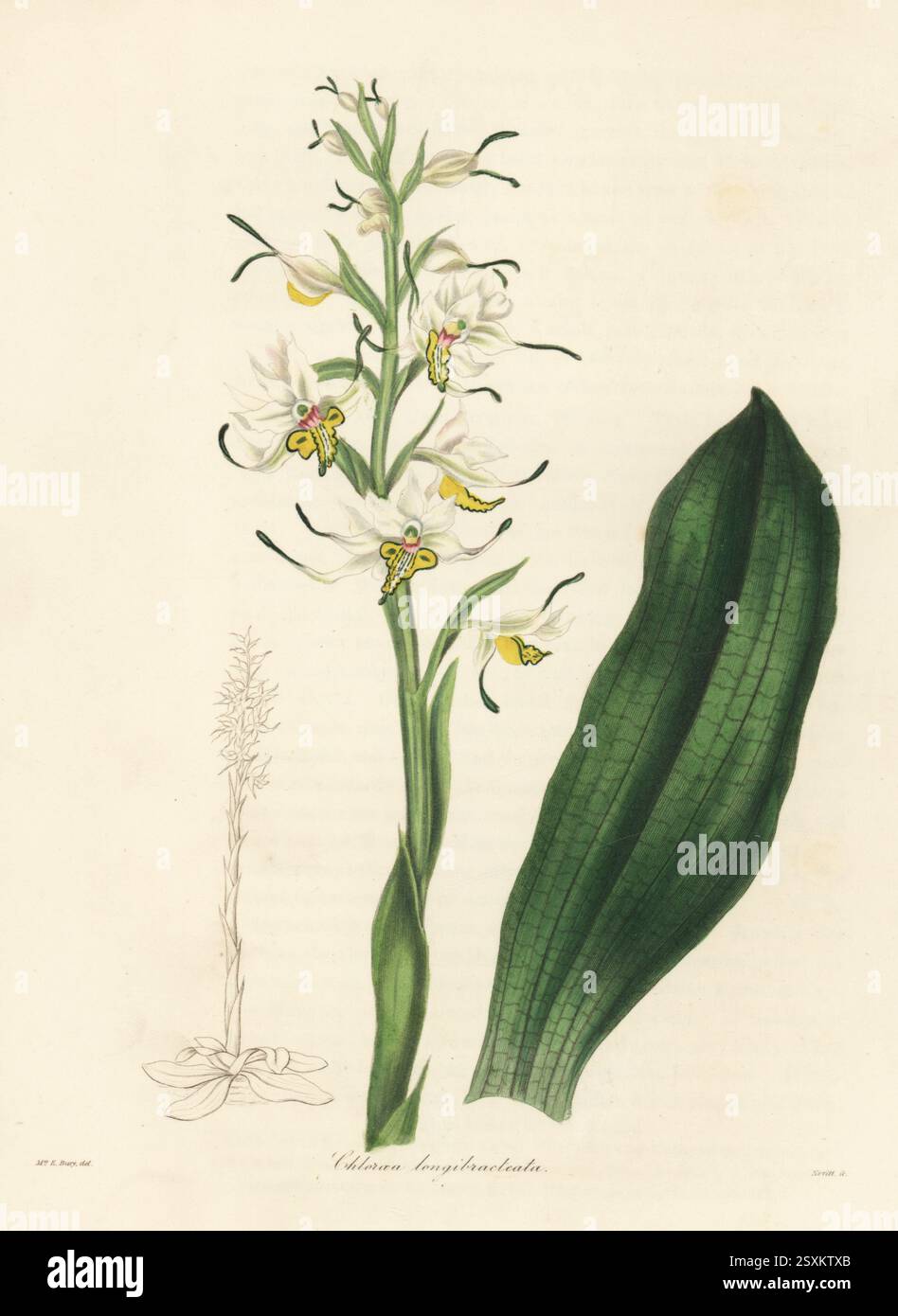 Gavilea longibracteata orchid. Long-bracted chloraea, Chloraea ...
