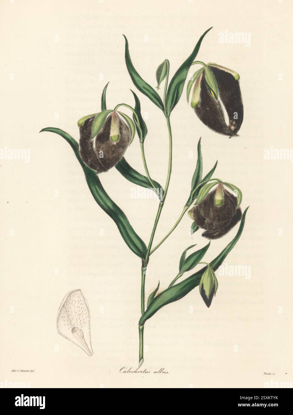 White calochortus, Calochortus albus. Native to North America ...
