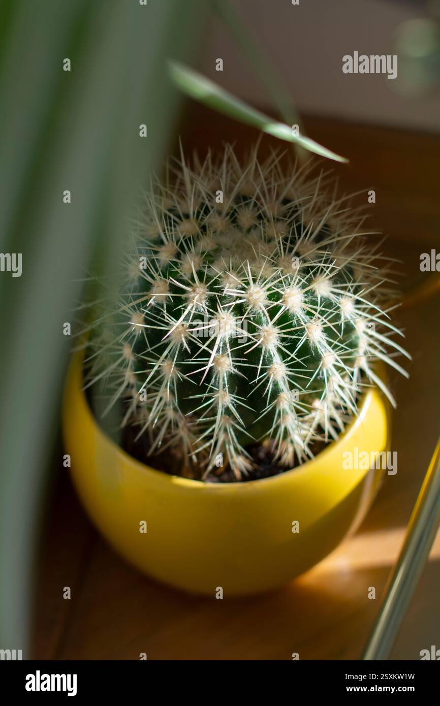 Golden barrel cactus in a yellow pot indoor Stock Photo - Alamy
