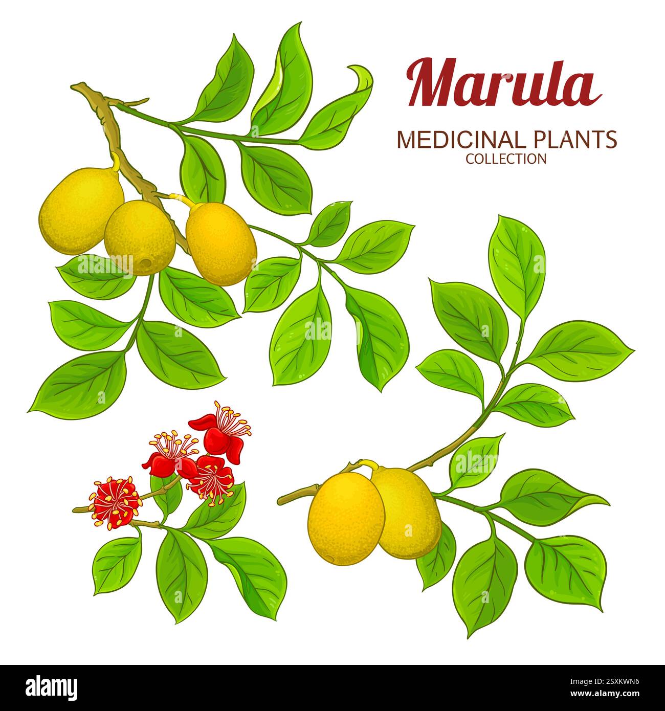 Marula Branch Colored Detailed Illustration Stock Vector Image & Art ...
