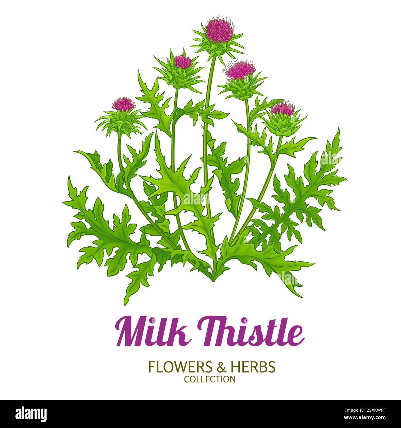 Milk Thistle Plant Colored Detailed Illustration Stock Vector Image ...