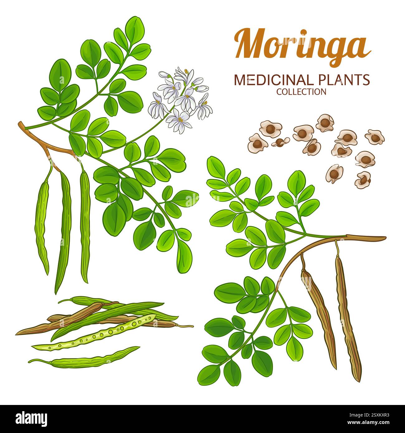 Moringa Branch Colored Detailed Illustration Stock Vector Image & Art ...