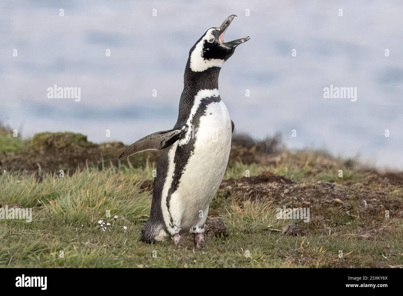 Magellanic Penguin, locally known as Jackass Penguin, braying, Bleaker ...