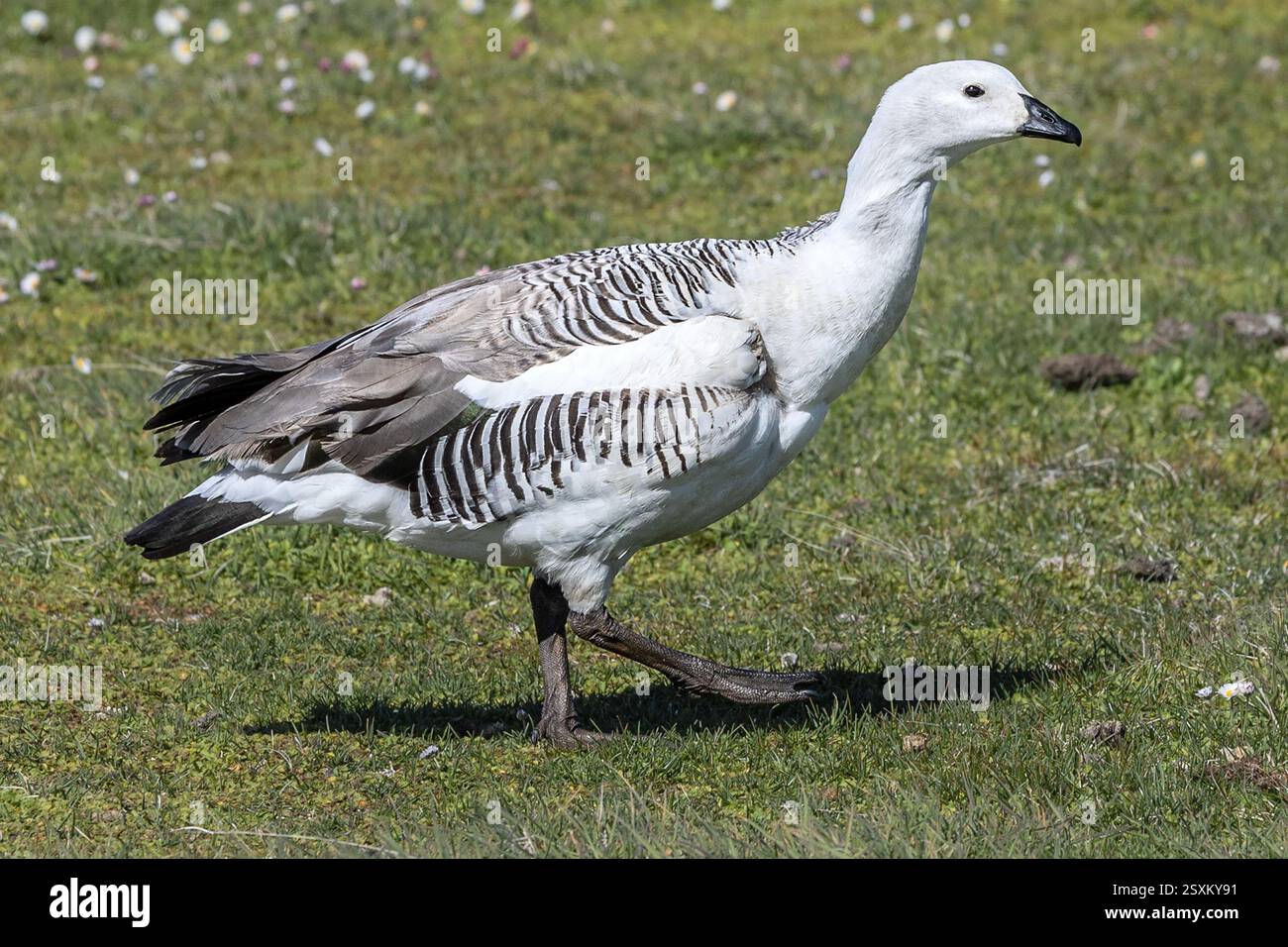 Upland Goose, male, Bleaker Island, Falkland Islands Stock Photo - Alamy