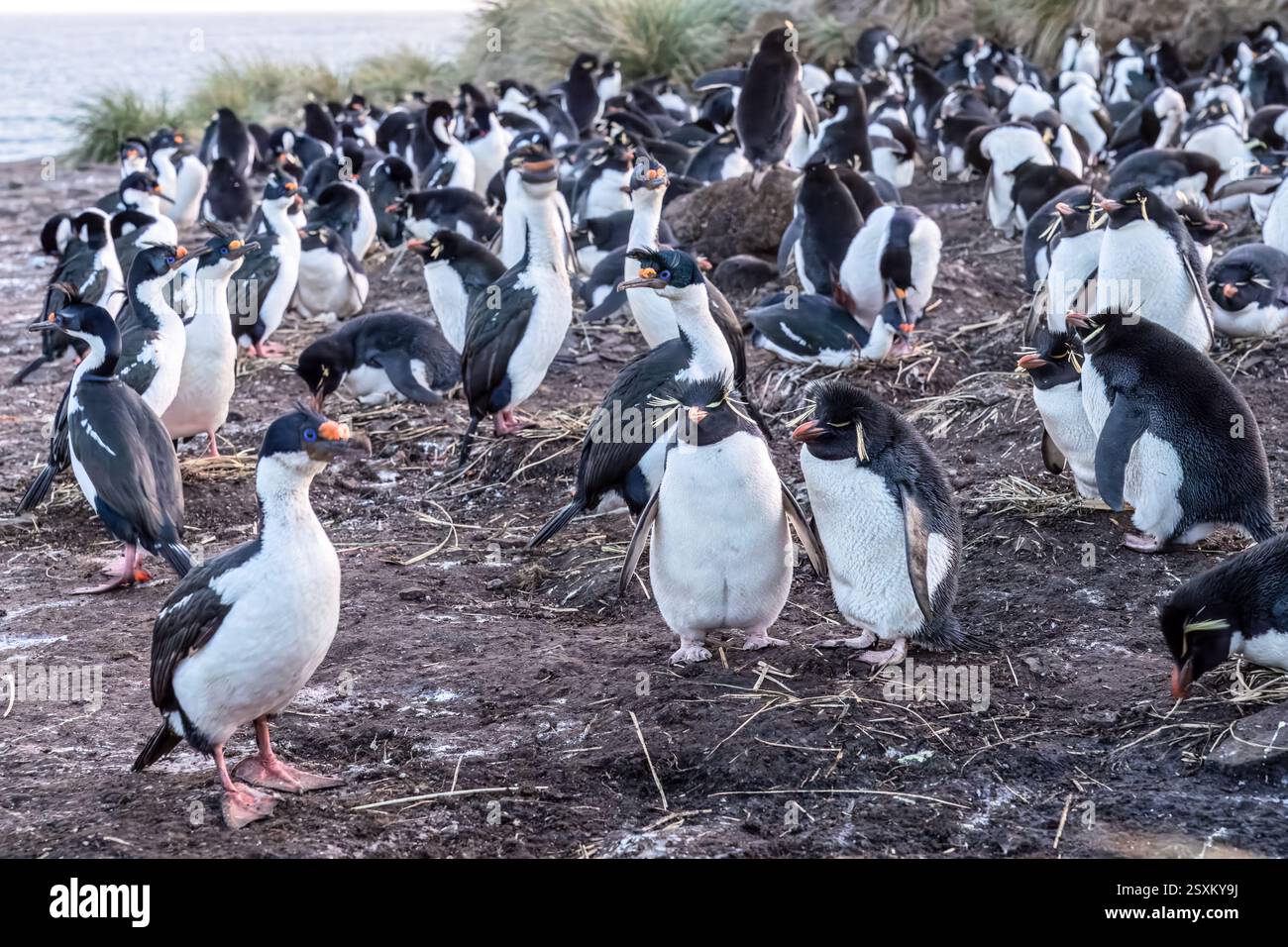 Imperial Cormorant & Southern Rockhopper Penguin (Western) colony ...