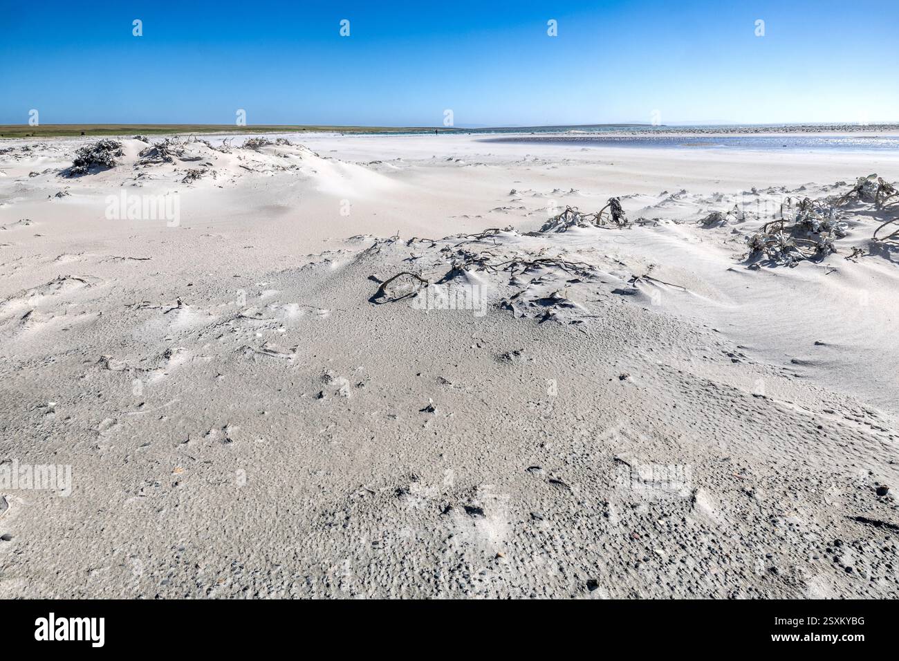 Windy seashore, Bleaker Island, Falkland Islands Stock Photo - Alamy