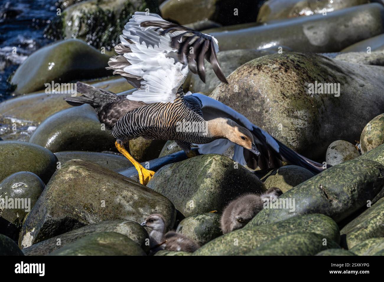 Female Upland Goose slipping on rocks, with fledglings, Bleaker Island ...