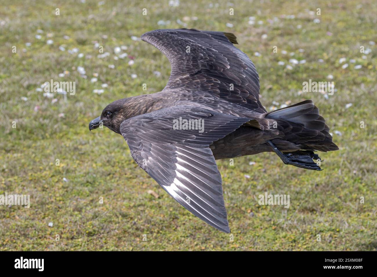 Falklands Skua, Bleaker Island, Falkland Islands Stock Photo - Alamy