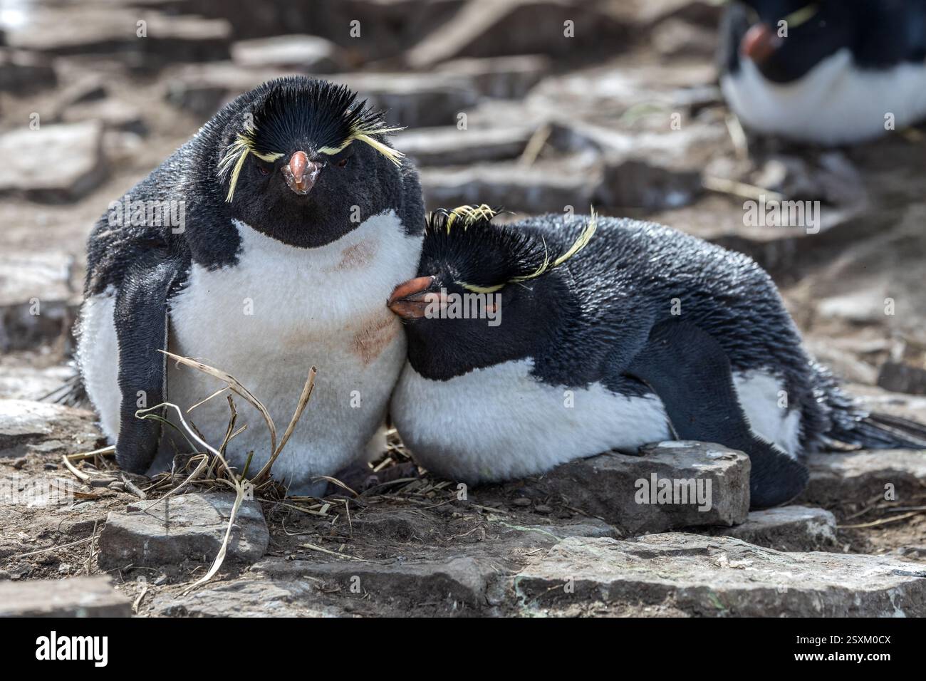 Southern Rockhopper (Western) Penguin colony, incubating egg in nest ...