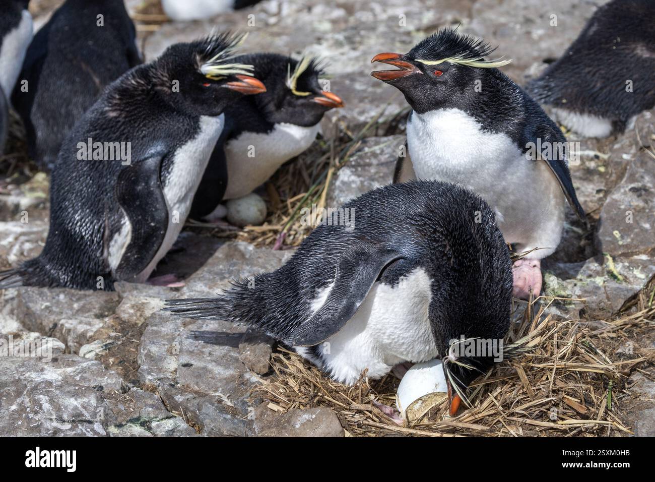 Southern Rockhopper (Western) Penguin incubating egg in nest & calling ...