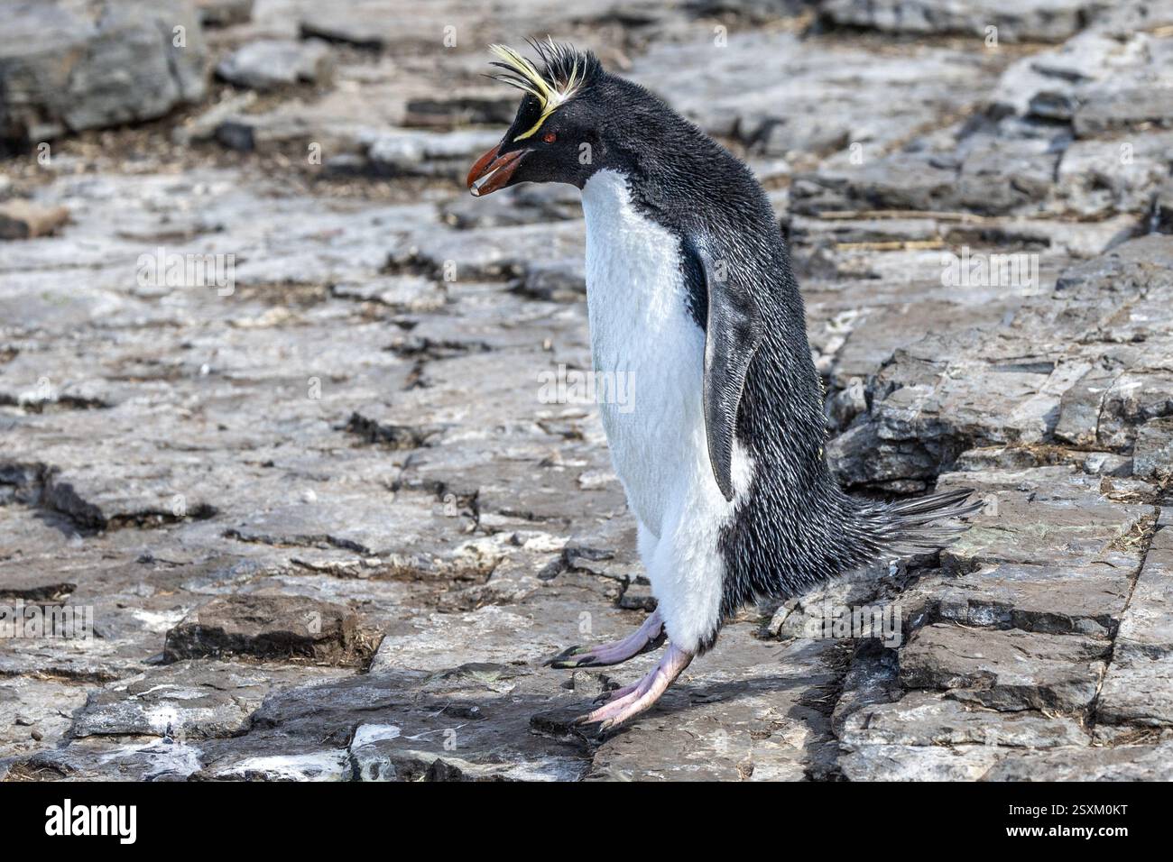 Southern Rockhopper (Western) Penguin, hopping forward, Bleaker Island ...