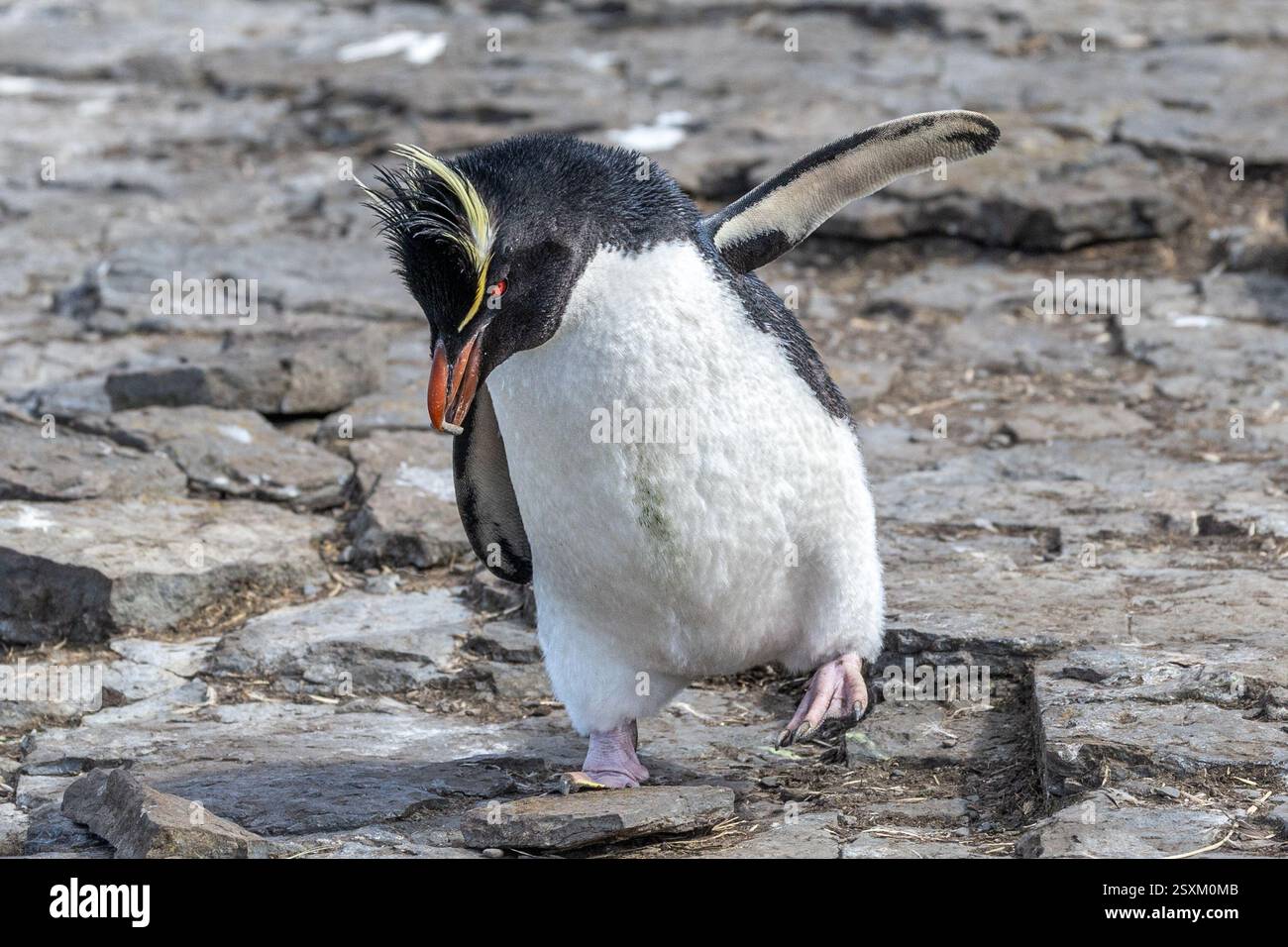 Southern Rockhopper (Western) Penguin, hopping forward, Bleaker Island ...