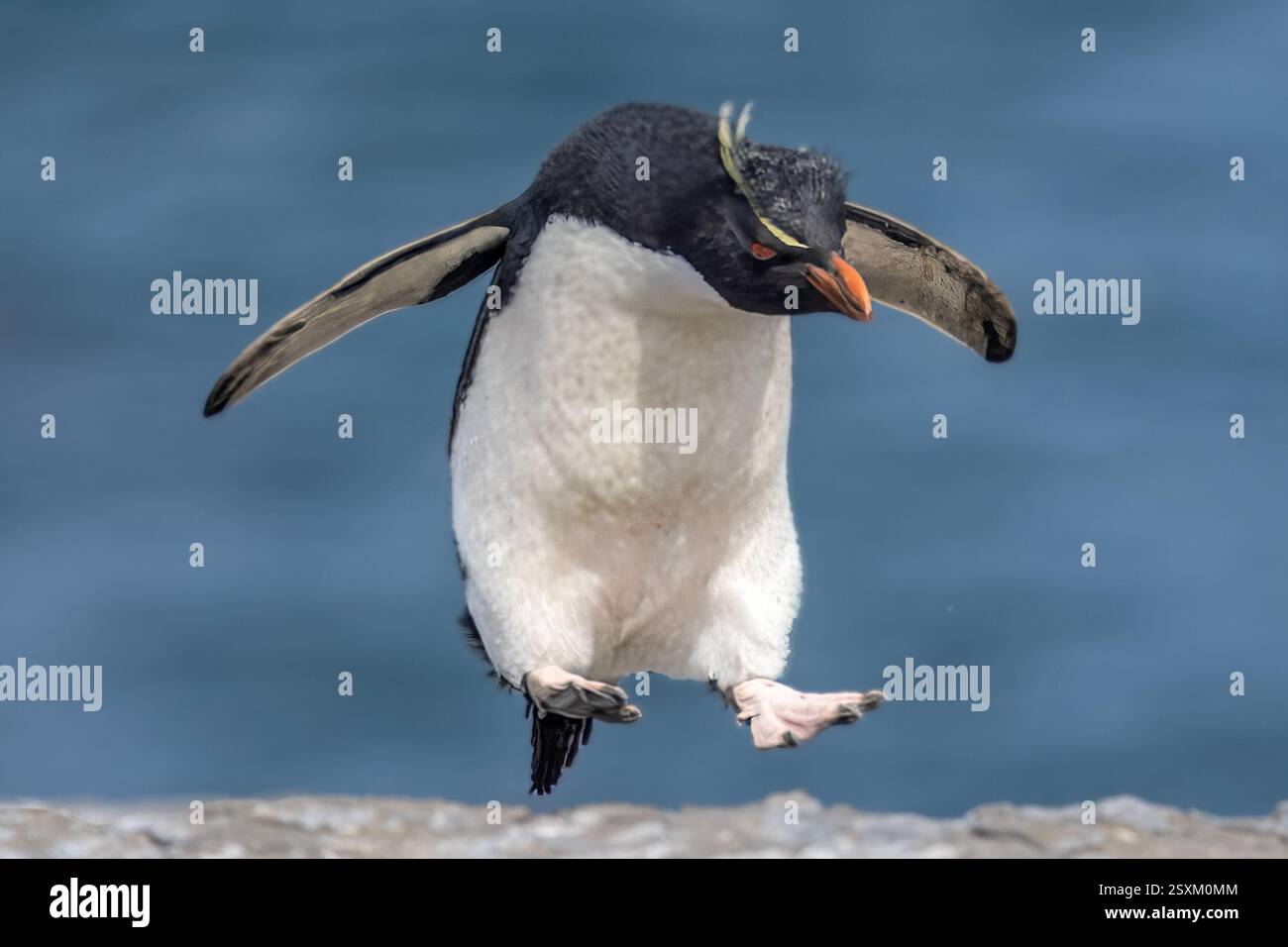 Southern Rockhopper (Western) Penguin, hopping forward, Bleaker Island ...