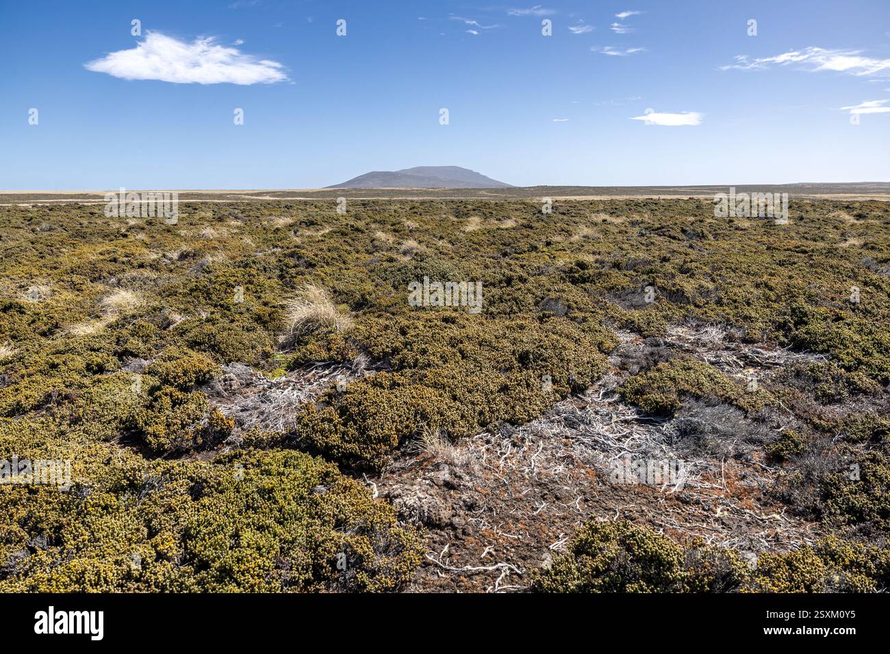 Landscape, Pebble Island, Falkland Islands Stock Photo - Alamy