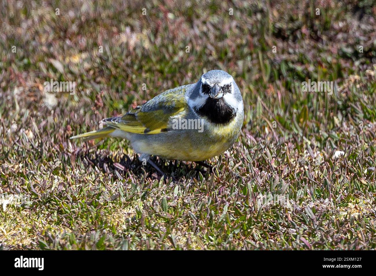 White-bridled finch (Falkland), Melanodera melanodera Melanodera ...