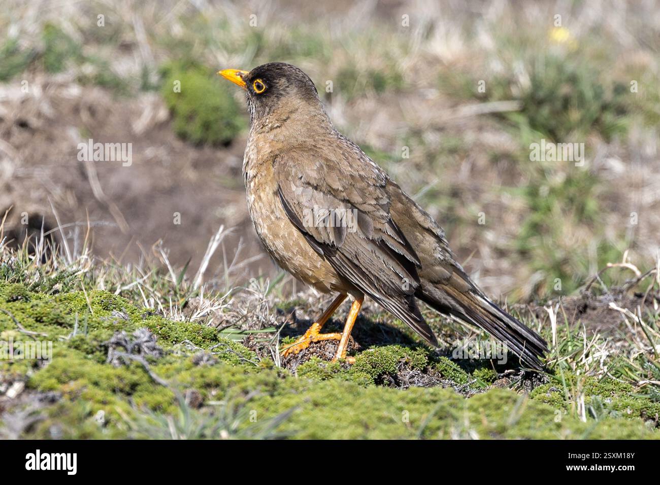 Falkland Thrush, Pebble Island, Falkland Islands Stock Photo - Alamy