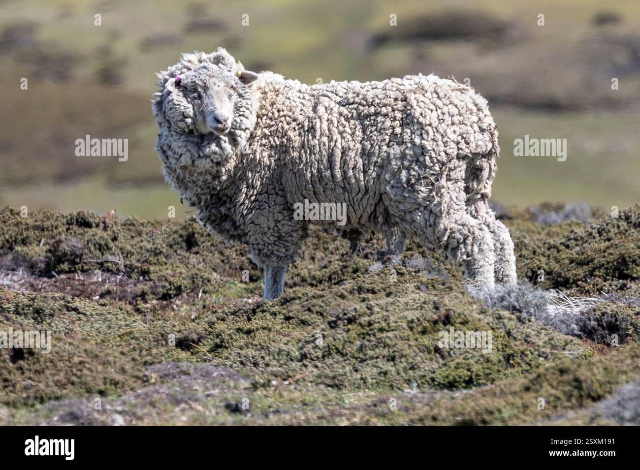 Merino Sheep, Pebble Island, Falkland Islands Stock Photo - Alamy