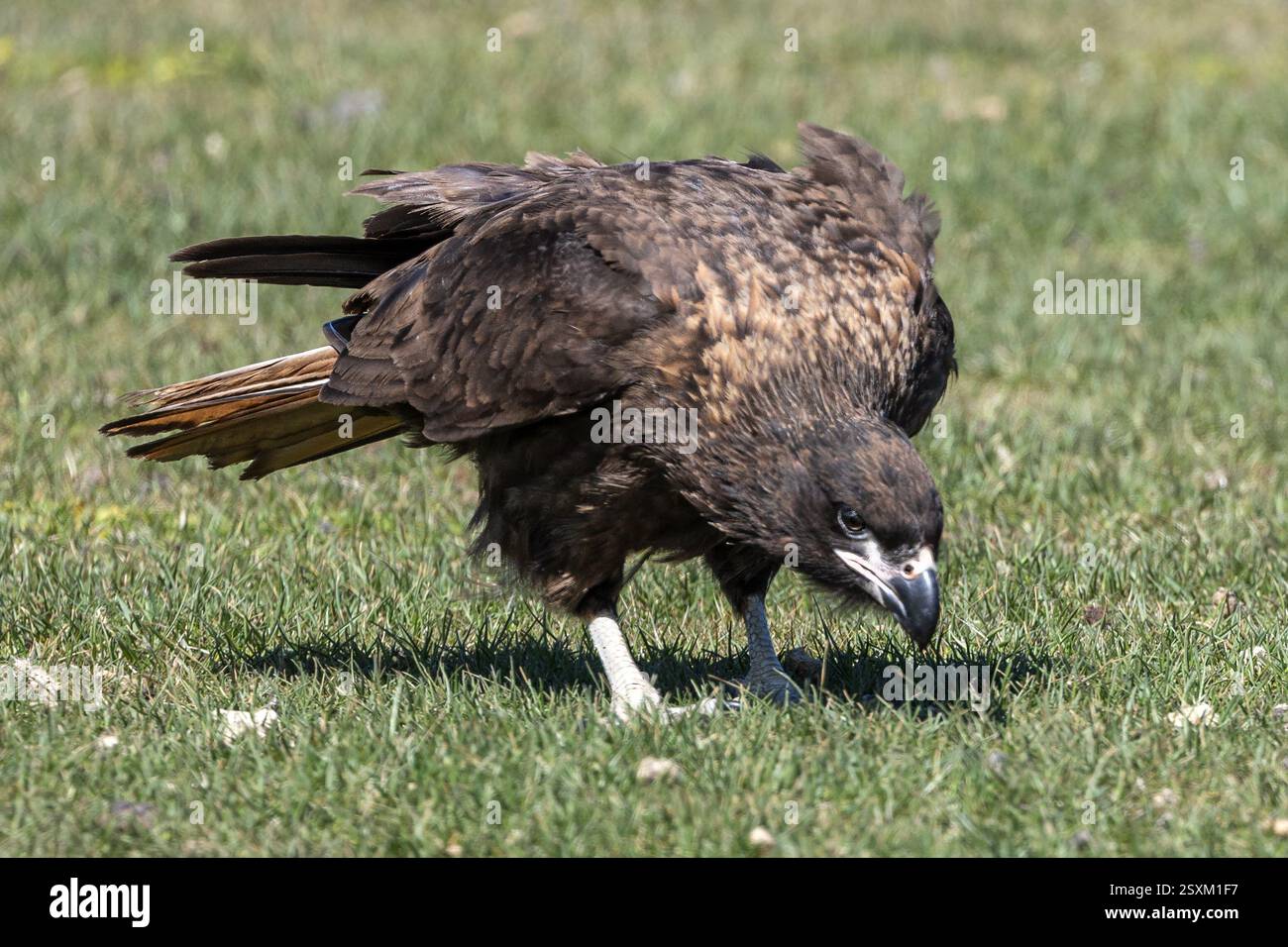 Striated Caracara aka Johnny Rook, Pebble Island, Falkland Islands ...