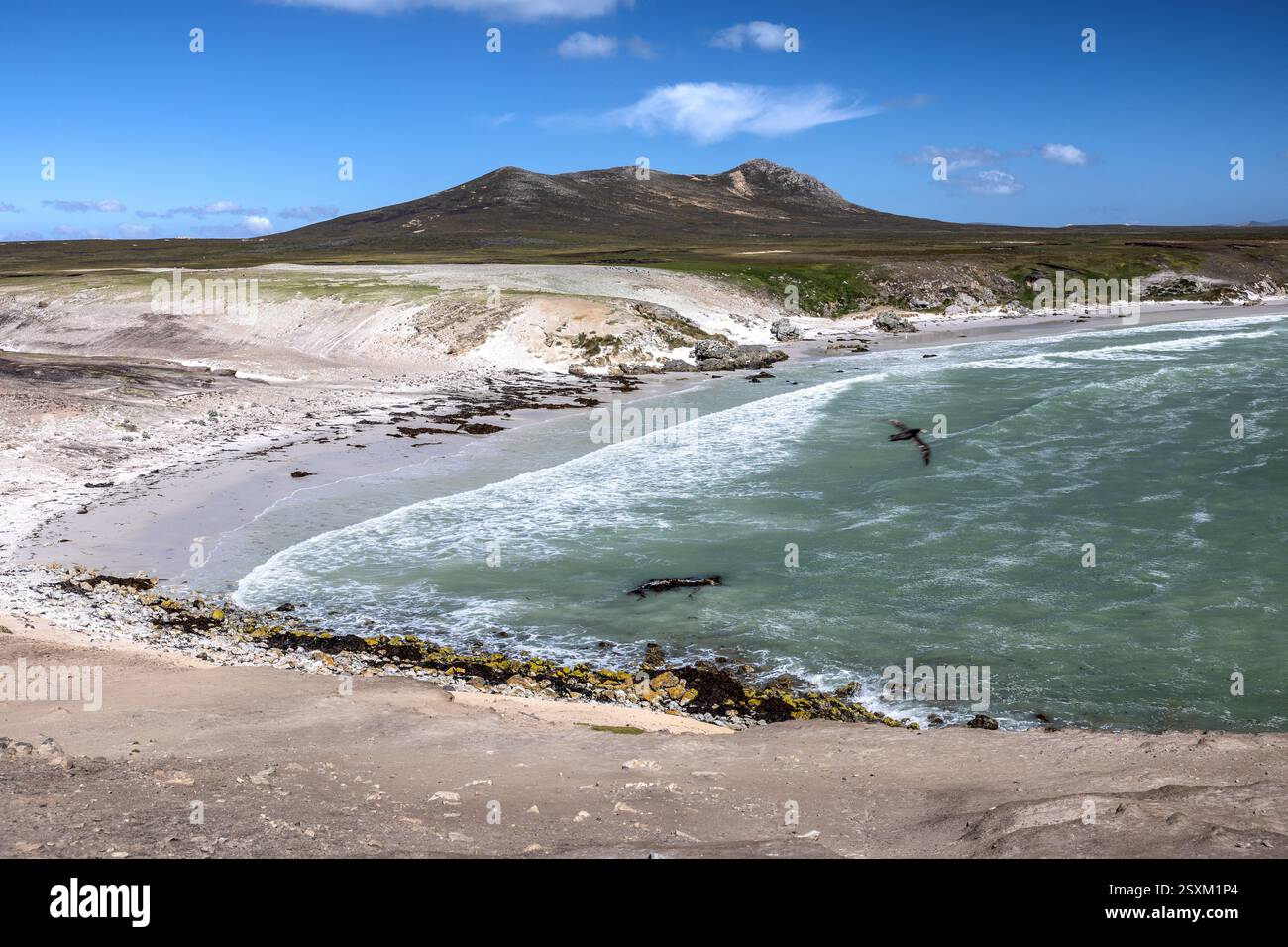 Southern Giant Petrel, Pebble Island, Falkland Islands Stock Photo - Alamy