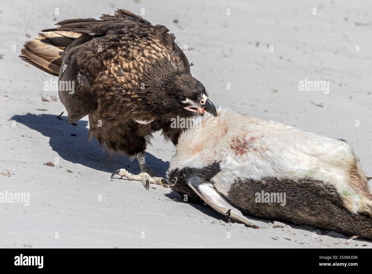 Striated Caracara aka Johnny Rook, eating dead Gentoo penguin, Pebble ...