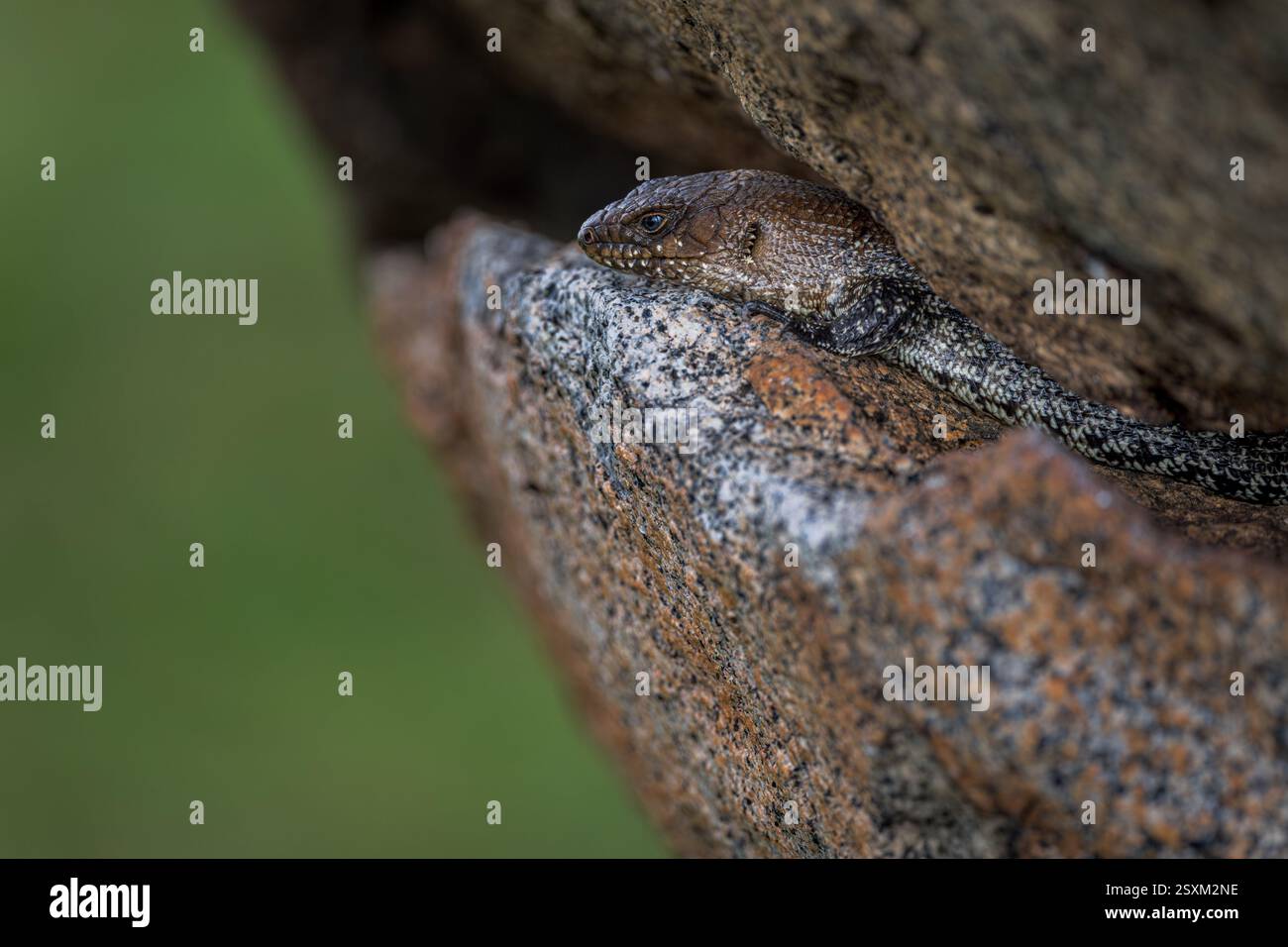A single Cunninghams Spiny-tailed Skink sits wedged in the crevice of a ...
